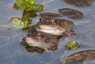 do toads lay frogspawn