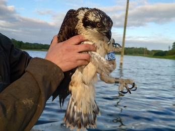 Ringing the Manton Bay Chicks 2023 | Leicestershire and Rutland ...