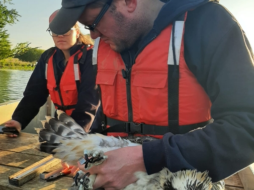 Ringing the Manton Bay Chicks 2023 | Leicestershire and Rutland ...