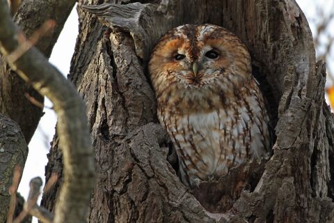 How to identify owls | Leicestershire and Rutland Wildlife Trust