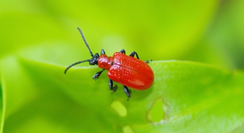 red beetle insect uk