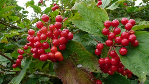 Guelder-rose | Leicestershire and Rutland Wildlife Trust