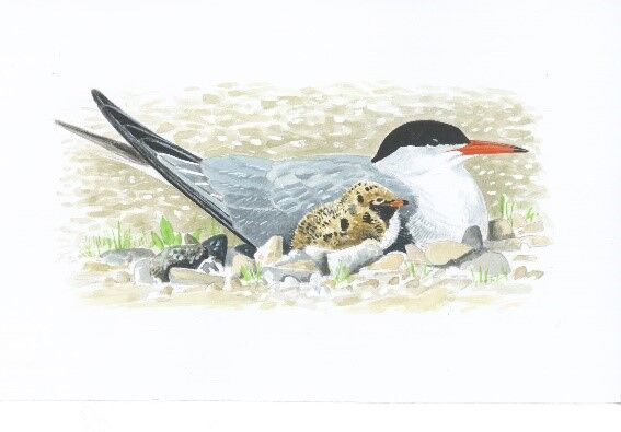 Floating Islands at Rutland Water Nature Reserve | Leicestershire and ...