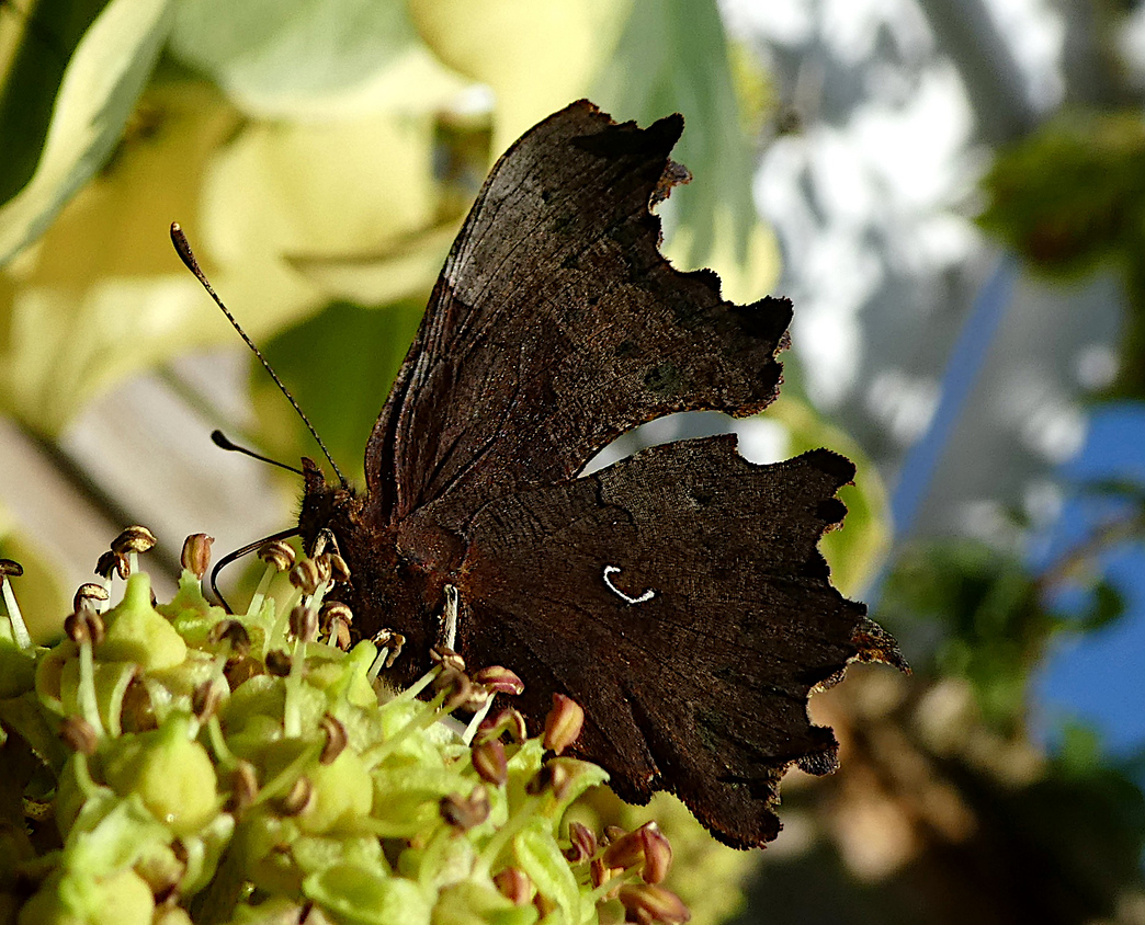 Insects you can get to know this autumn | Leicestershire and Rutland ...