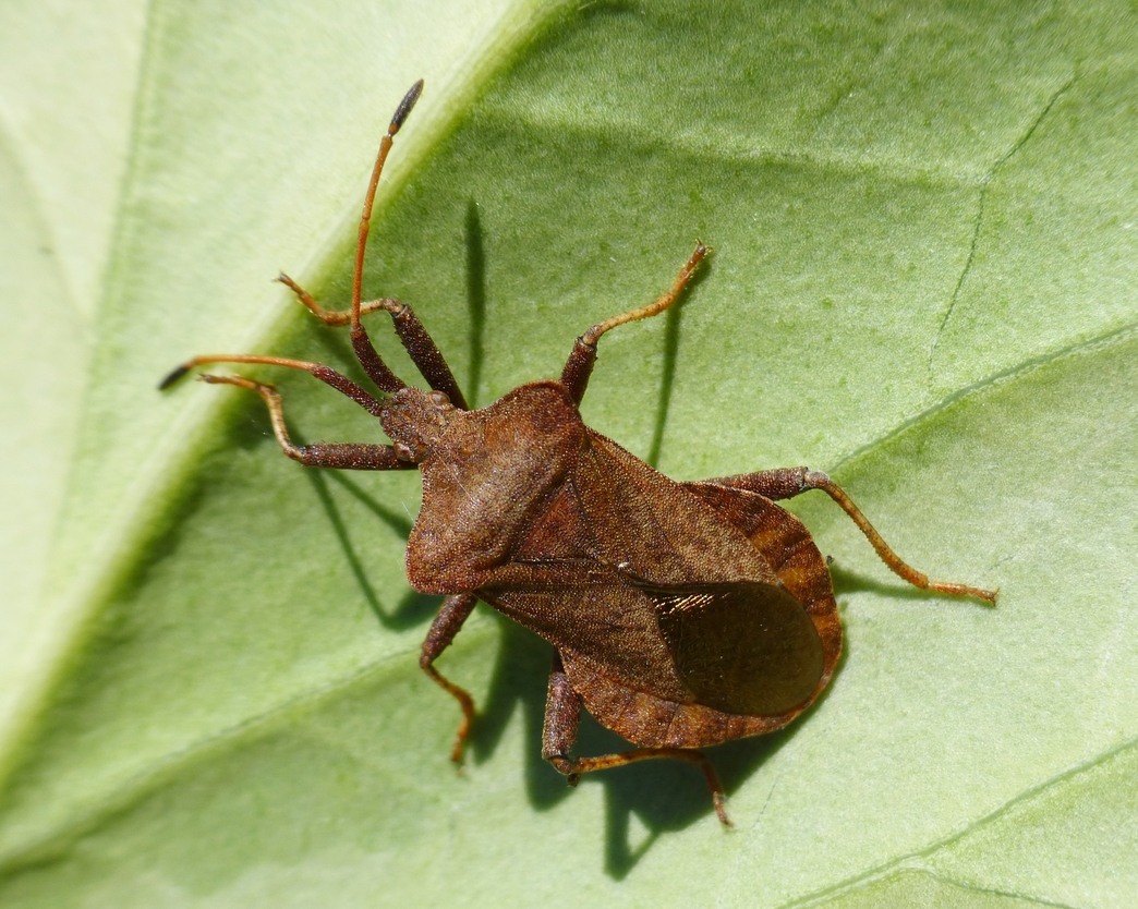 Insects you can get to know this autumn | Leicestershire and Rutland ...