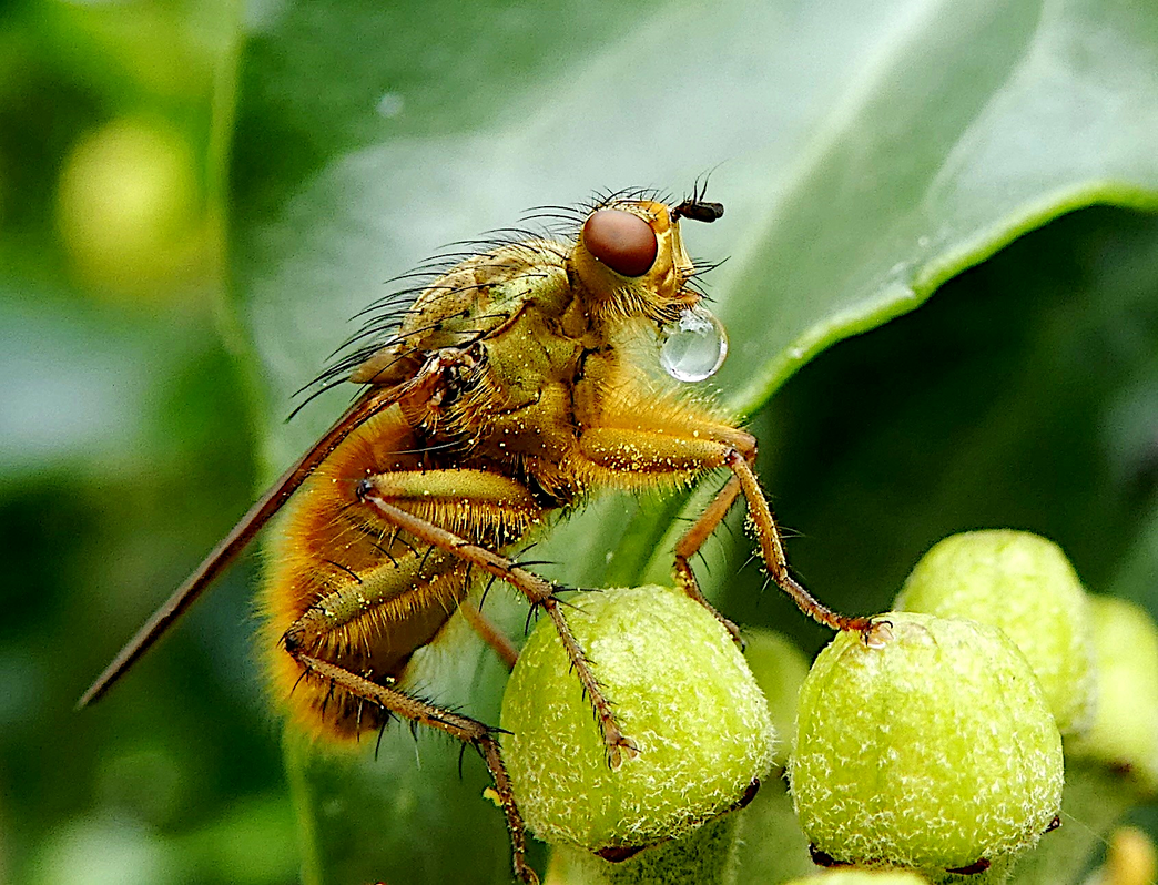Insects you can get to know this autumn | Leicestershire and Rutland ...