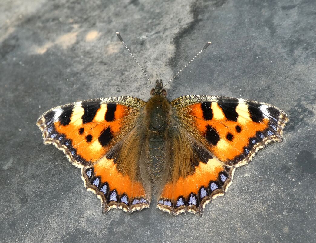 Where do insects go in the winter? | Leicestershire and Rutland ...