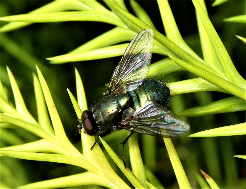 Insects you can get to know this spring | Leicestershire and Rutland ...