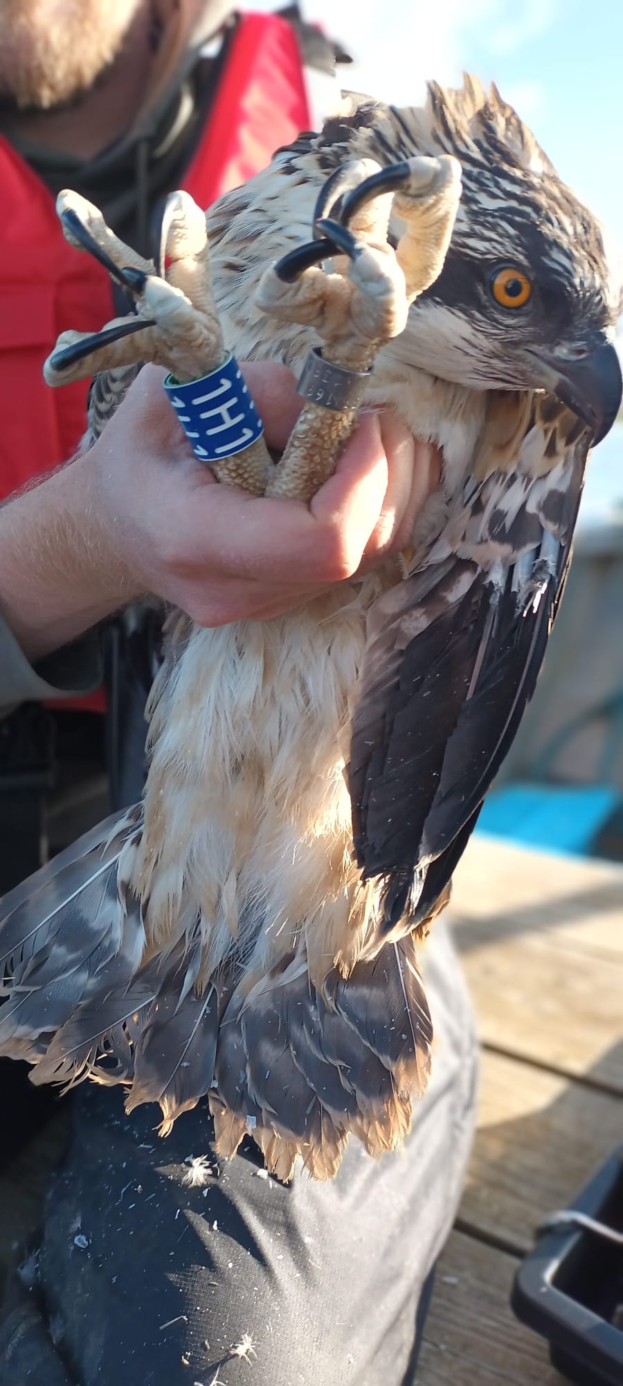 Ringing the Manton Bay Chicks | Leicestershire and Rutland Wildlife Trust