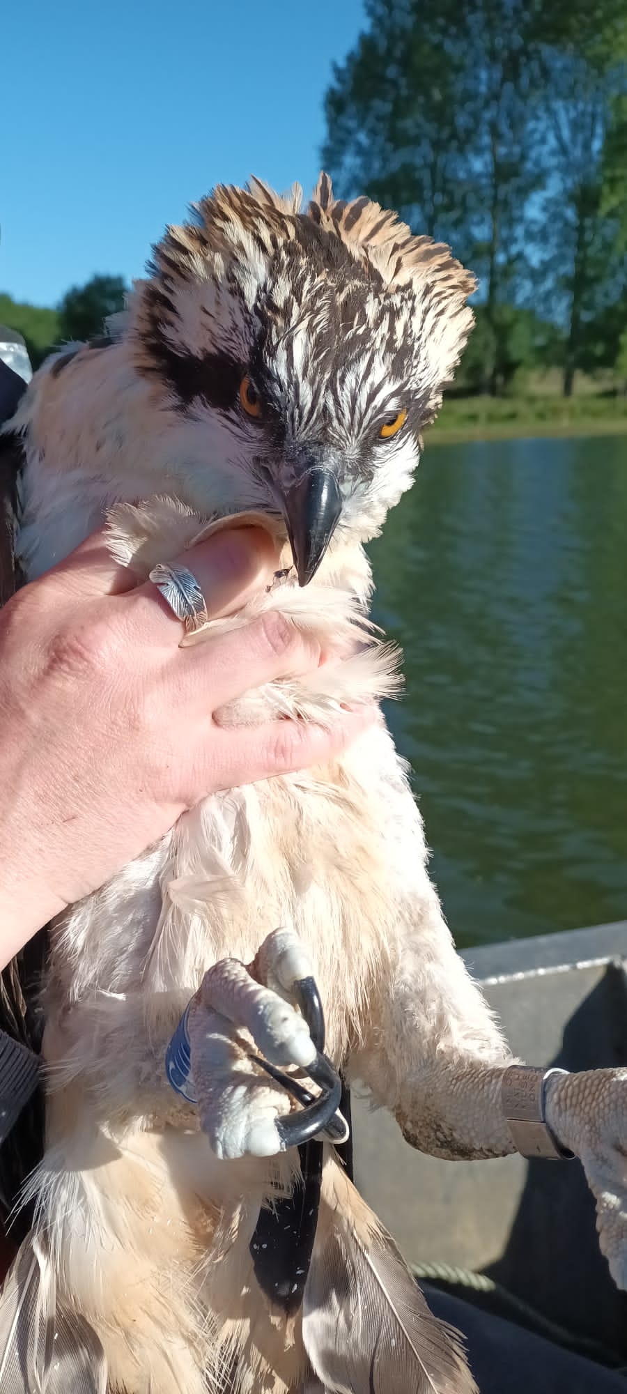 Ringing the Manton Bay Chicks | Leicestershire and Rutland Wildlife Trust