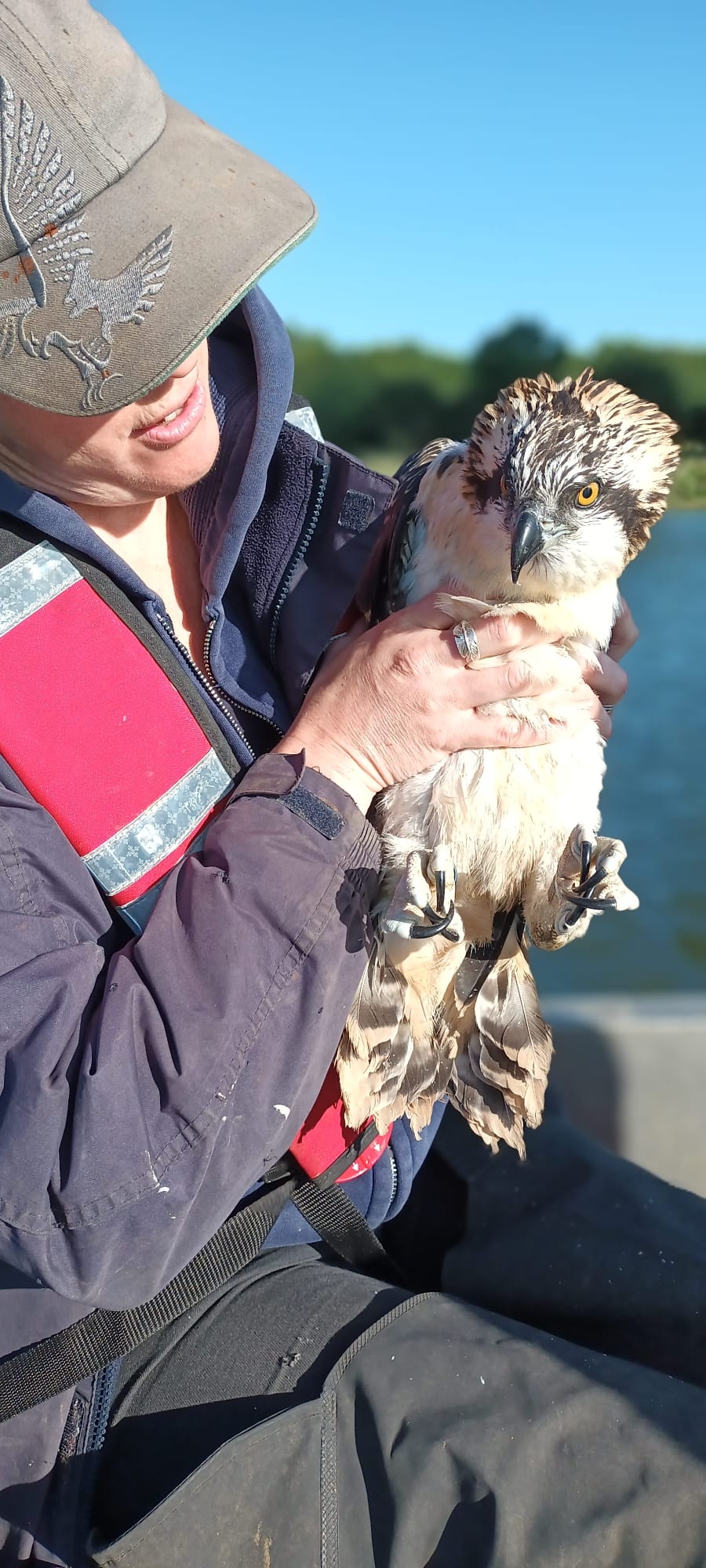 Ringing the Manton Bay Chicks | Leicestershire and Rutland Wildlife Trust
