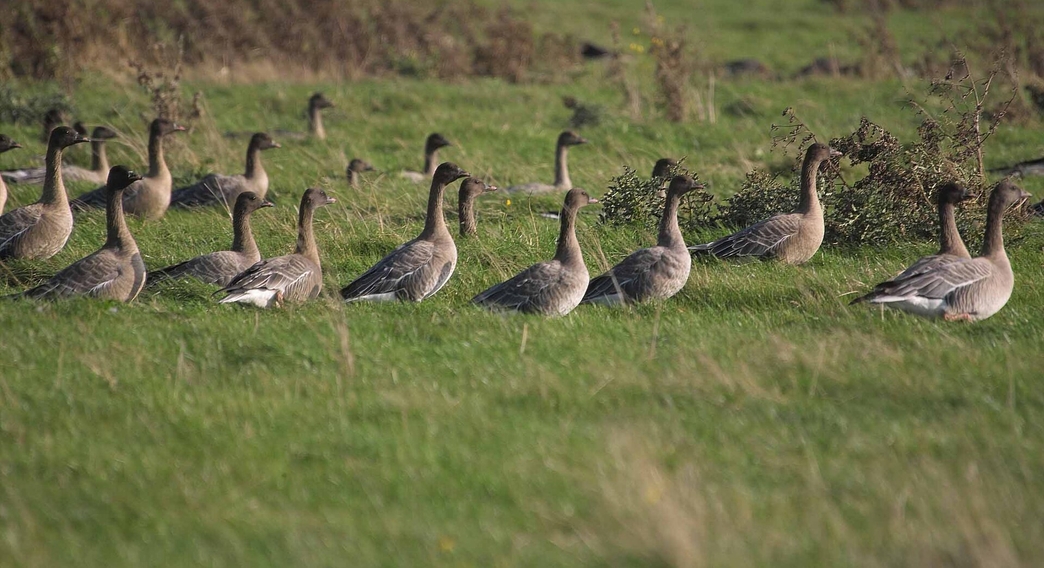 Winter Birds in the UK | Leicestershire and Rutland Wildlife Trust