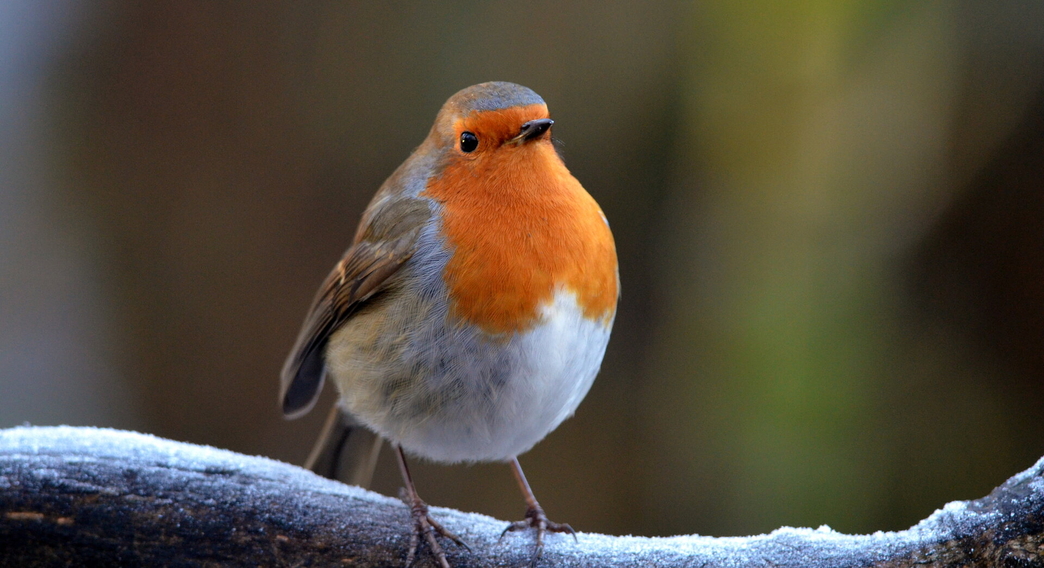 Winter Birds in the UK | Leicestershire and Rutland Wildlife Trust