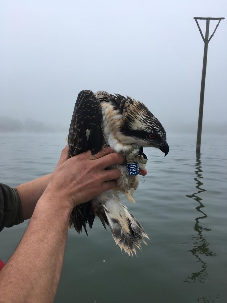 Ringing of the Manton Bay Chicks | Leicestershire and Rutland Wildlife ...