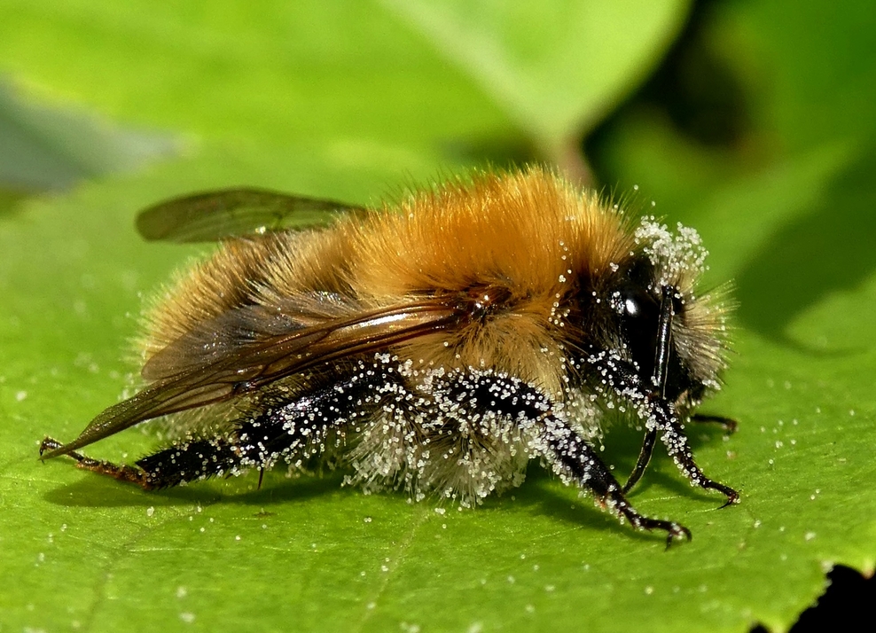 Insects you can get to know this autumn | Leicestershire and Rutland ...