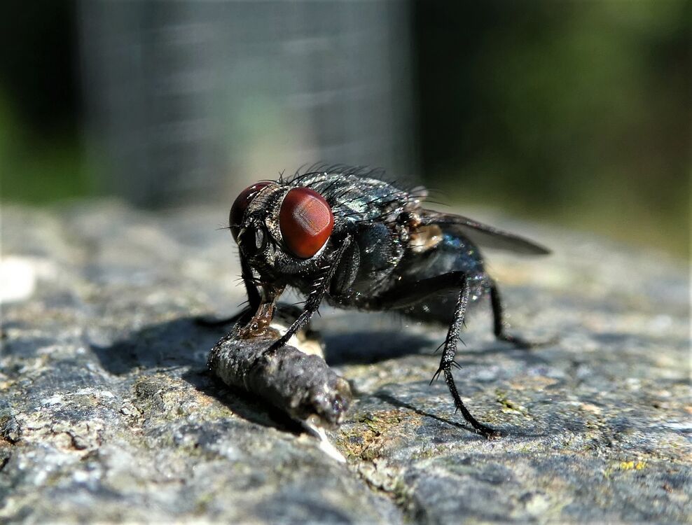 What a waste! How invertebrates help to tidy up. | Leicestershire and ...