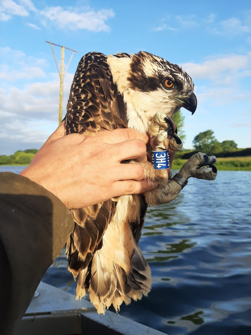 Ringing the Manton Bay Chicks 2023 | Leicestershire and Rutland ...