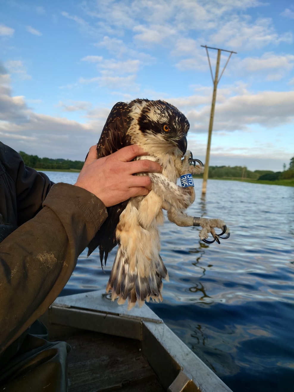 Ringing the Manton Bay Chicks 2023 | Leicestershire and Rutland ...