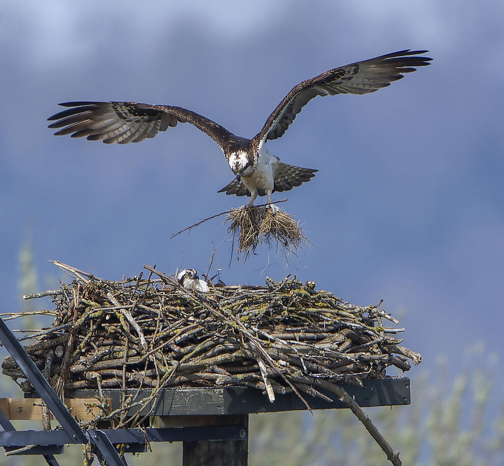 250th Successfully Fledged Osprey Chick | Leicestershire and Rutland ...