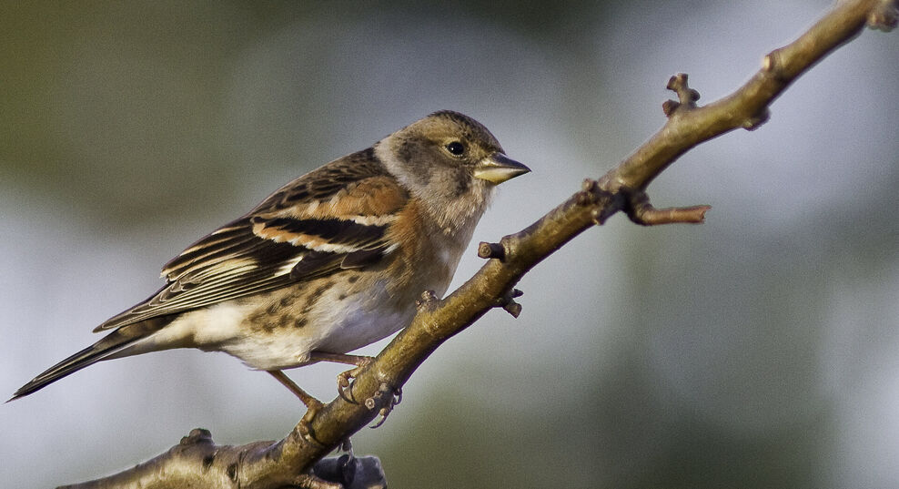 Winter Birds in the UK | Leicestershire and Rutland Wildlife Trust