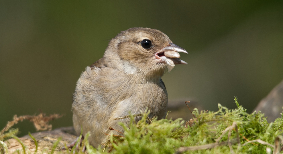 Winter Birds in the UK | Leicestershire and Rutland Wildlife Trust