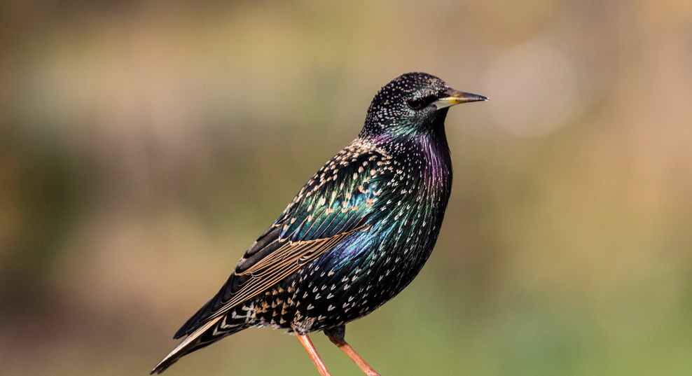 Winter Birds in the UK | Leicestershire and Rutland Wildlife Trust