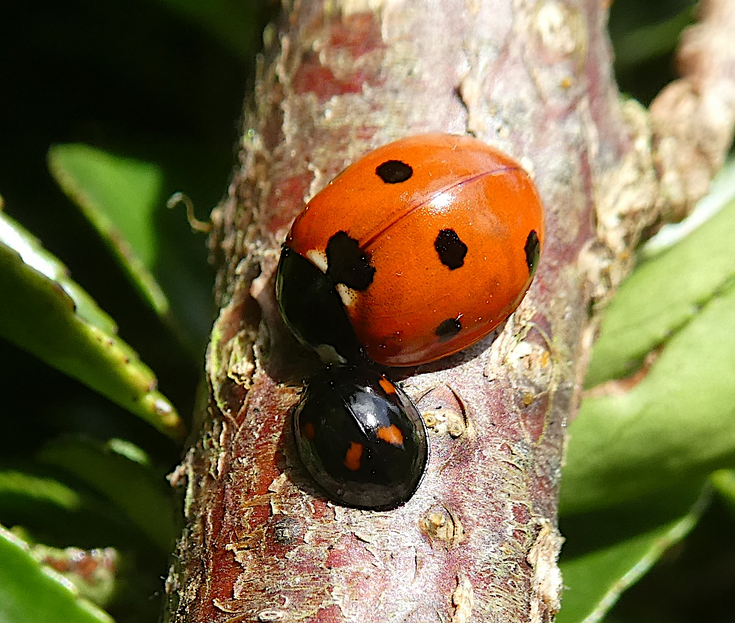 Insects you can get to know this autumn | Leicestershire and Rutland ...