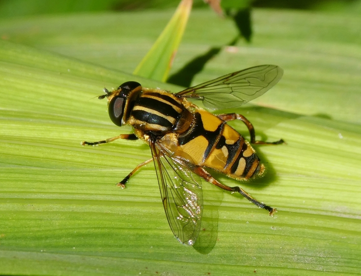 Insects you can get to know this autumn | Leicestershire and Rutland ...