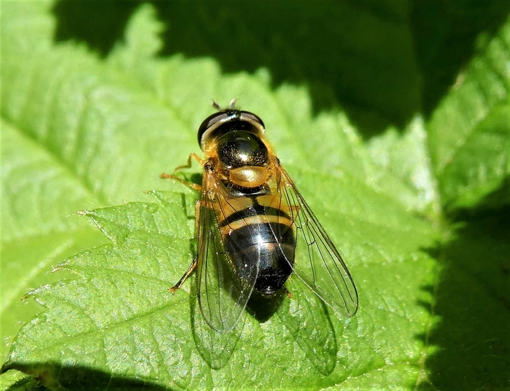 Insects you can get to know this spring | Leicestershire and Rutland ...