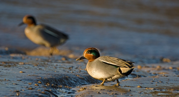 Dip into the world of dabbling ducks | Leicestershire and Rutland ...