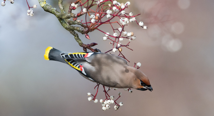 Winter Birds in the UK | Leicestershire and Rutland Wildlife Trust