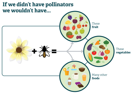 Protect our Pollinators | Leicestershire and Rutland Wildlife Trust