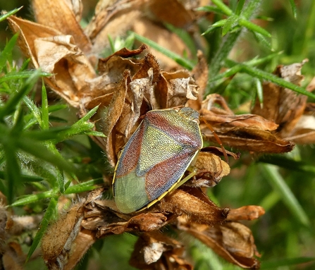 true bug identification uk