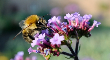 Protect our Pollinators | Leicestershire and Rutland Wildlife Trust
