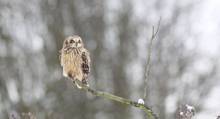 Winter Birds in the UK | Leicestershire and Rutland Wildlife Trust