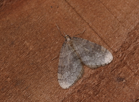 Winter moth | Leicestershire and Rutland Wildlife Trust
